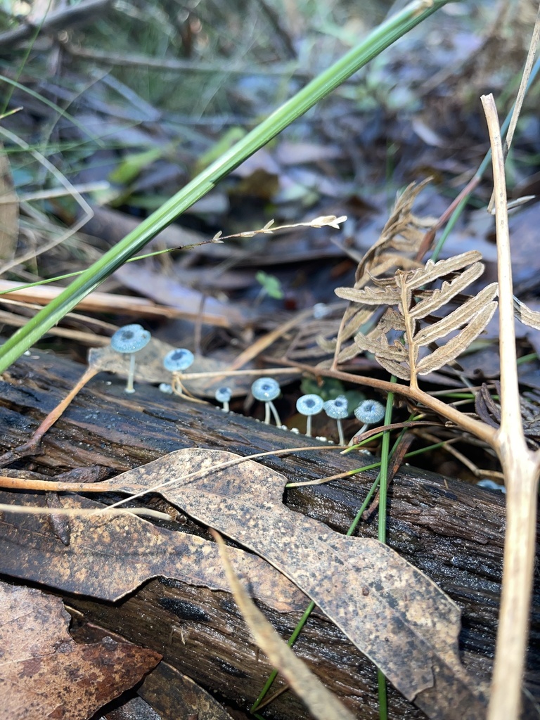 Pixie's Parasol in April 2023 by jessica_laura · iNaturalist