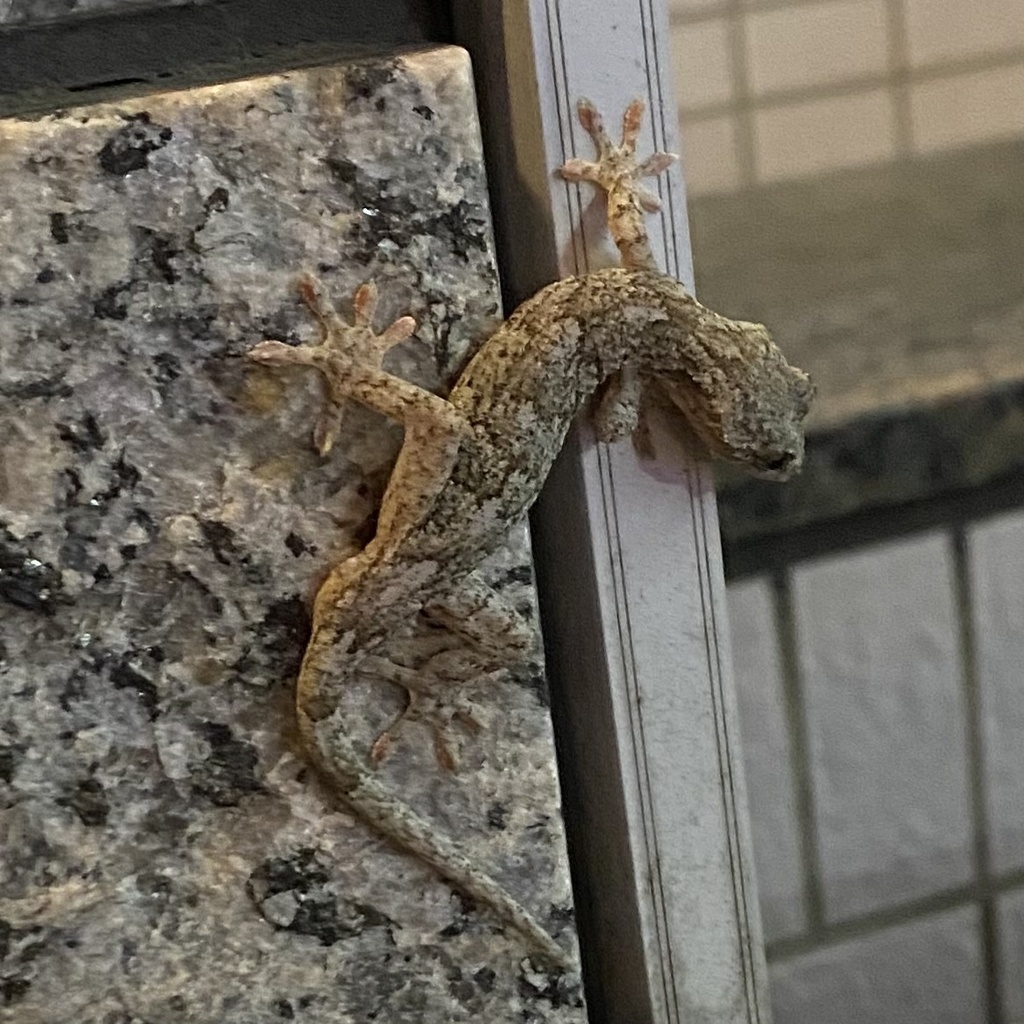 Japanese Giant Gecko from 大島5丁目, 江東区, 東京都, JP on May 9, 2023 at 07:10 ...
