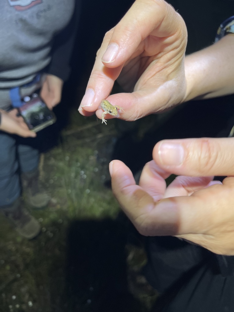 Southern Cricket Frog from Hawthorne, FL, US on May 8, 2023 at 08:39 PM ...