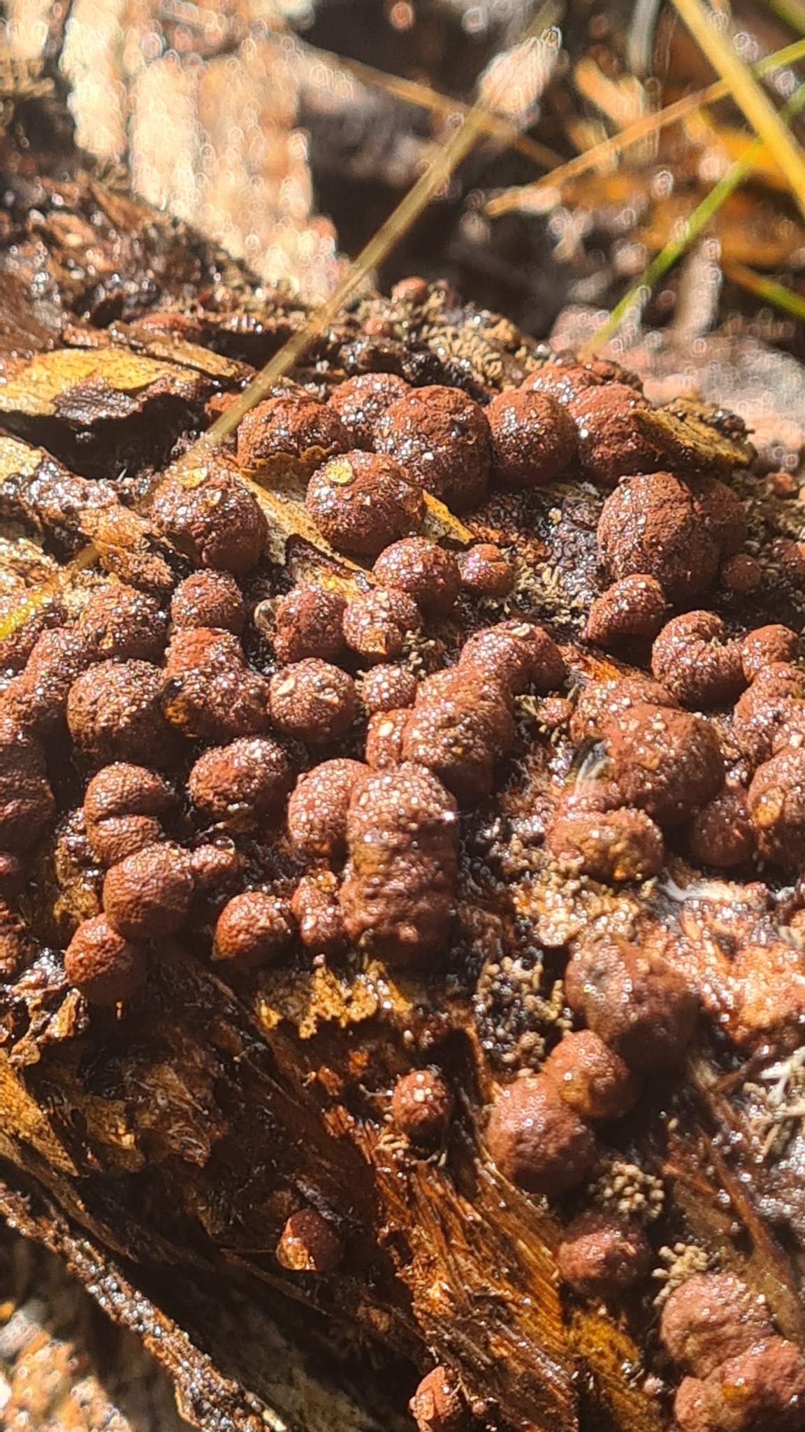 Hypoxylon howeanum Peck