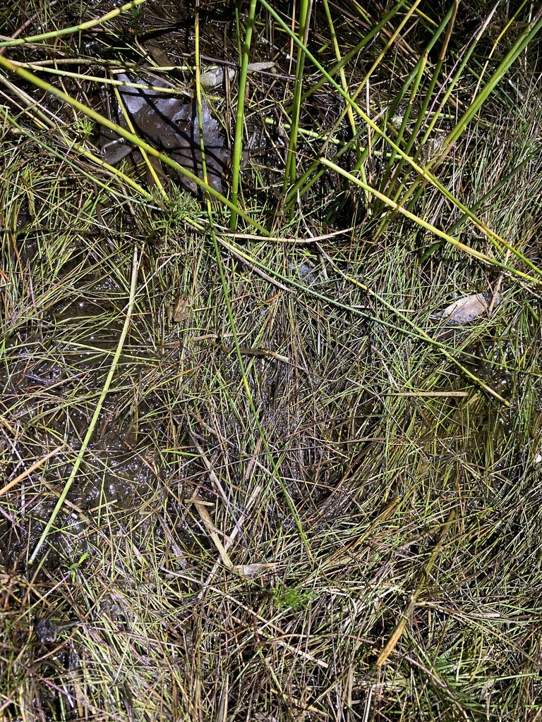 Southern Cricket Frog from Melrose, FL, US on May 8, 2023 at 08:49 PM ...