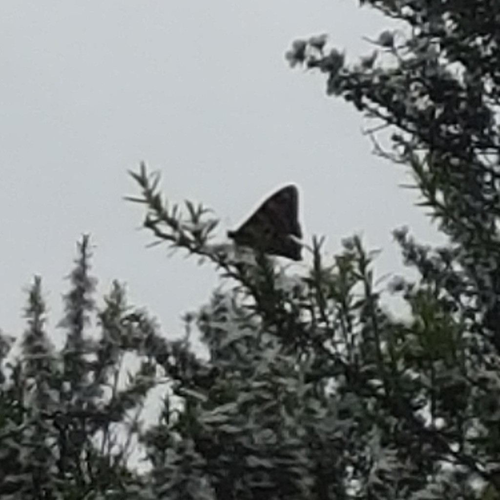 Helm's Butterfly from Mahakirau Forest Estate on December 12, 2015 by ...