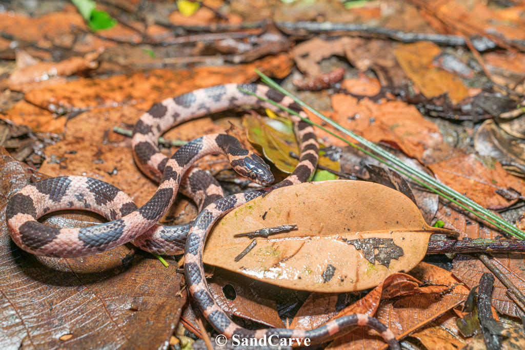 Rose Big-tooth Snake in May 2023 by edvin17pzn · iNaturalist