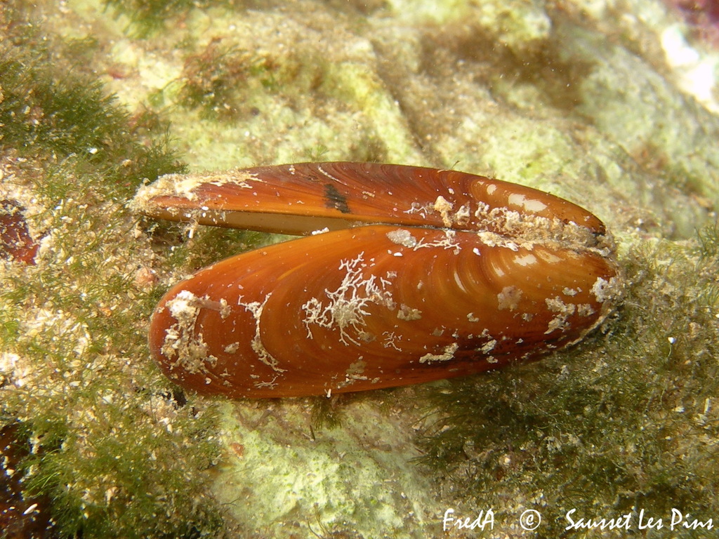Date Shell from Bouches-du-Rhône, Provence-Alpes-Côte d'Azur, FR on ...
