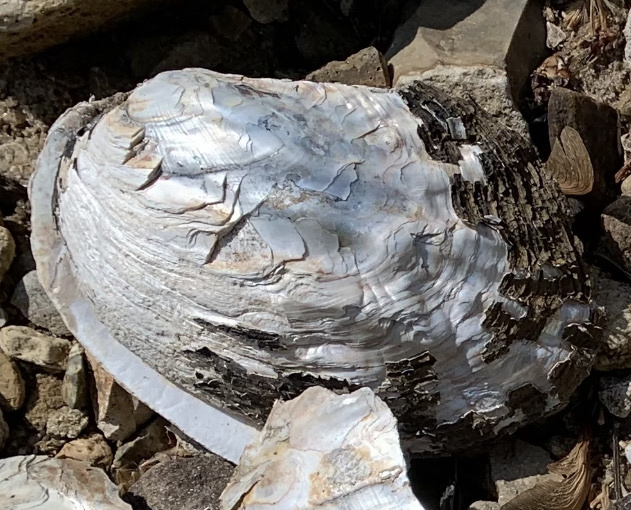 Three-ridge Mussel from Columbia, MO, US on May 8, 2023 at 02:34 PM by ...
