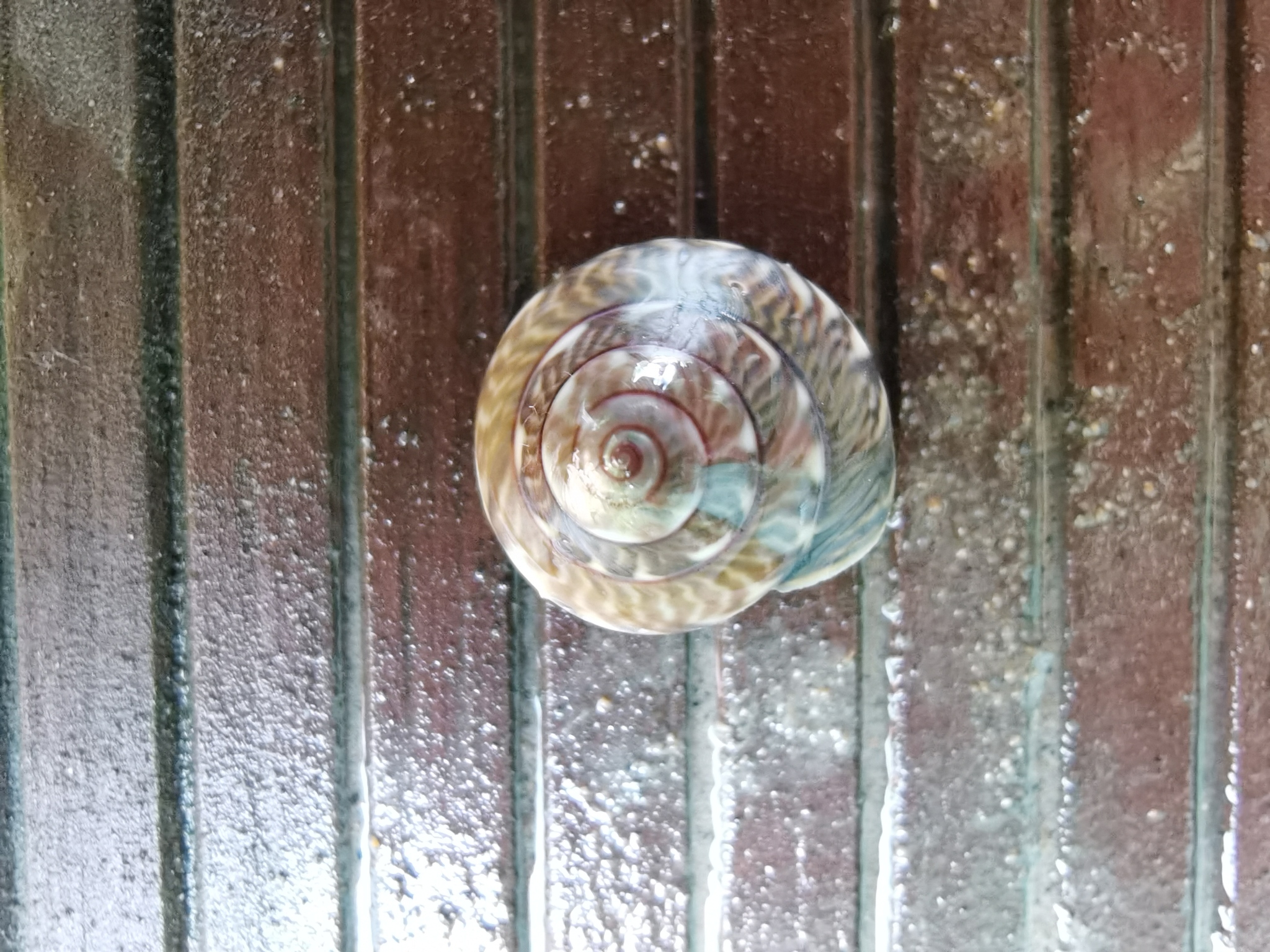 Umbonium thomasi (Crosse, 1863)