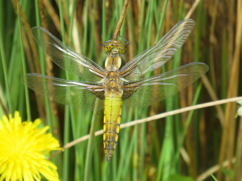 Broad-bodied Chaser from Adlington, UK on May 09, 2023 at 01:40 PM by ...