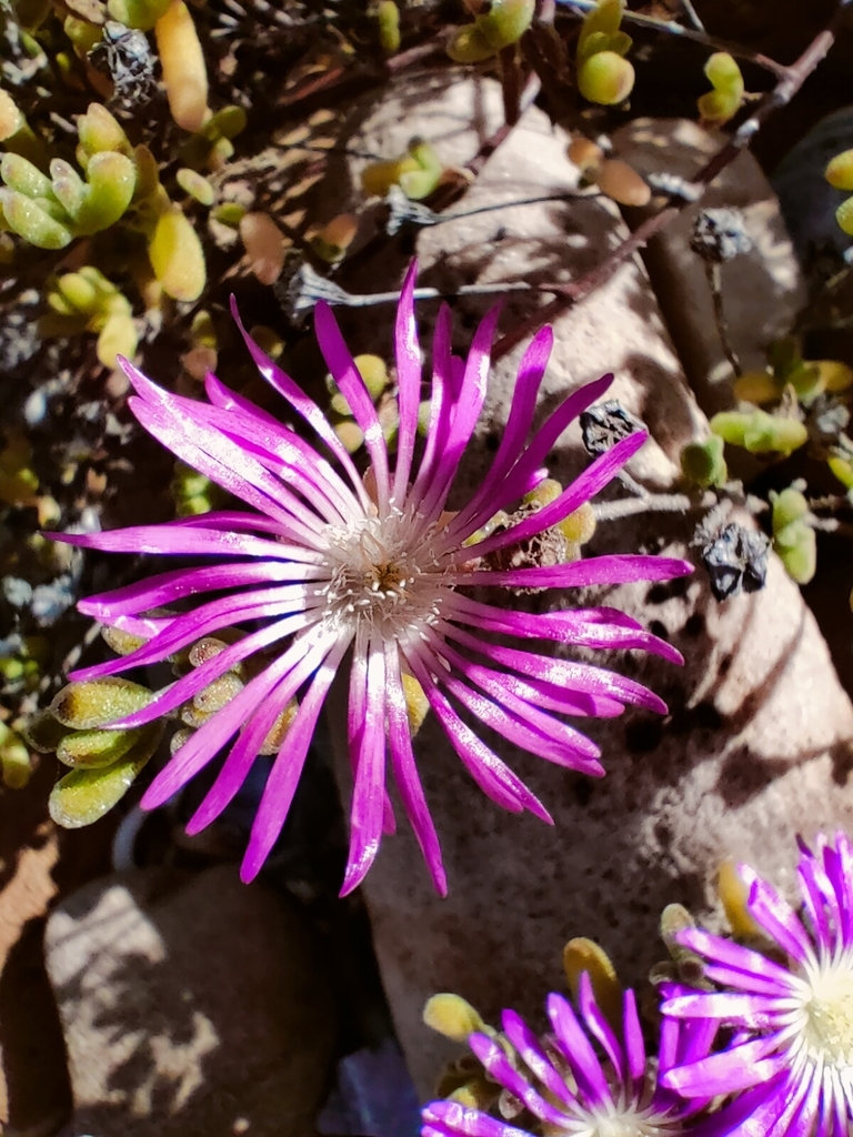 Carpet Dewfigs from Matzikama Local Municipality, South Africa on May 2 ...