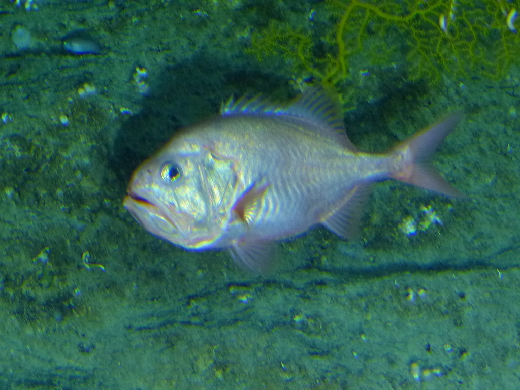 Orange Roughy from Roatán, HN-IB, HN on February 1, 2020 at 06:55 PM by ...