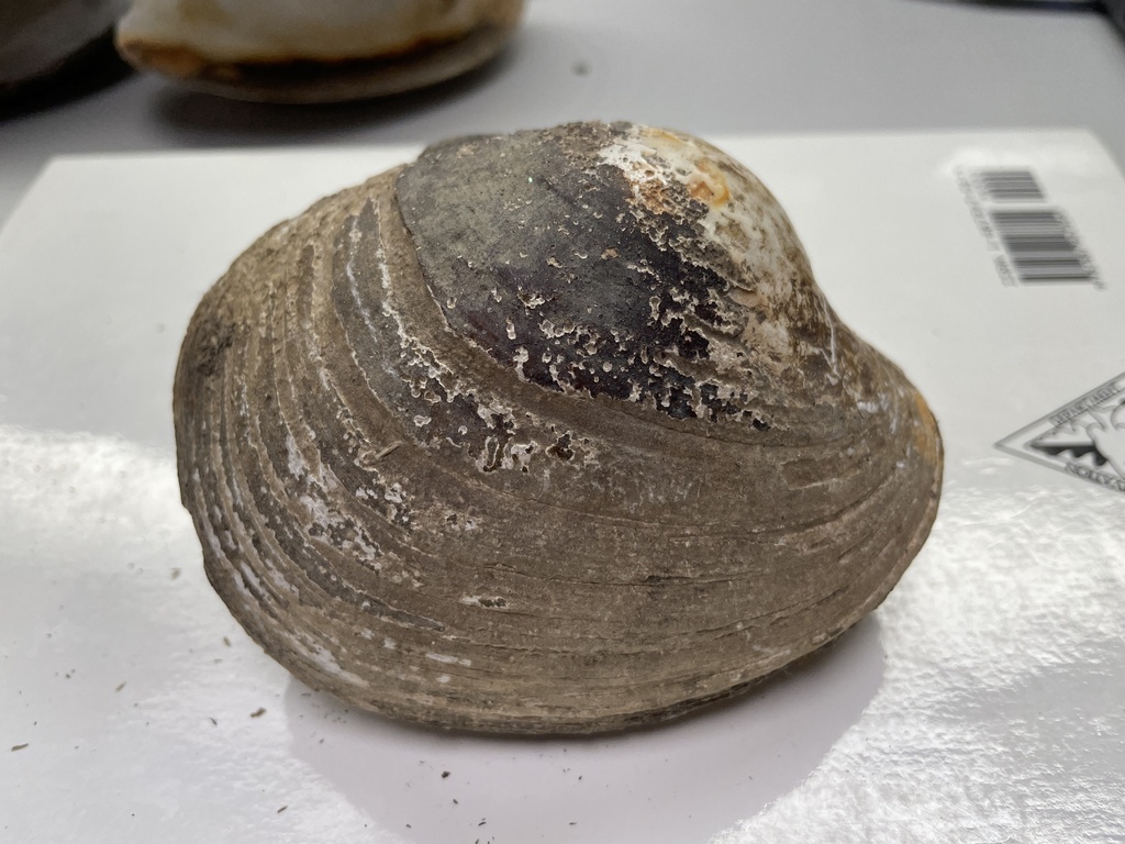 Lampmussels in July 2017 by Caleb Knerr. Collected on Meramec River ...