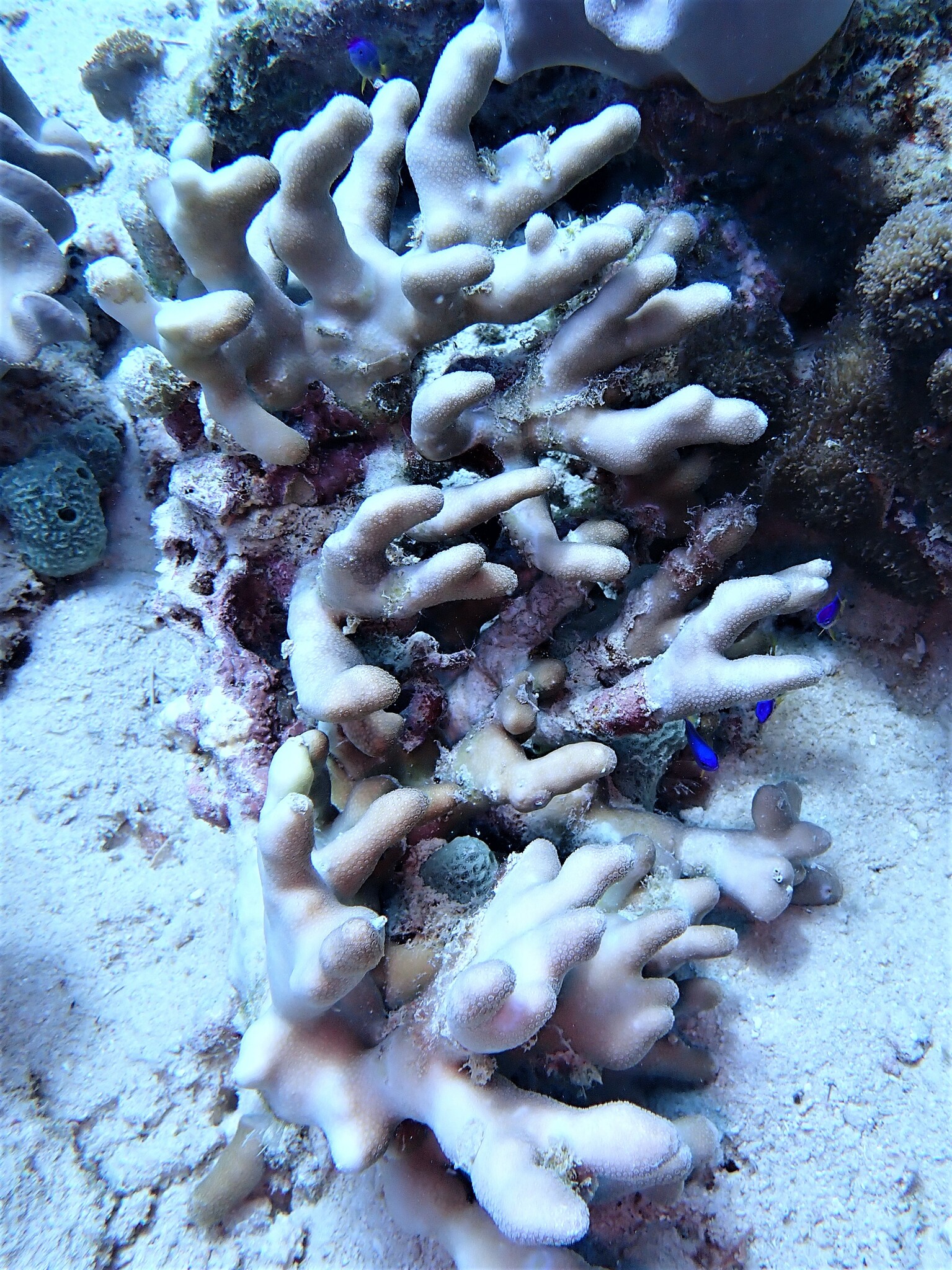 Porites cylindrica Dana, 1846