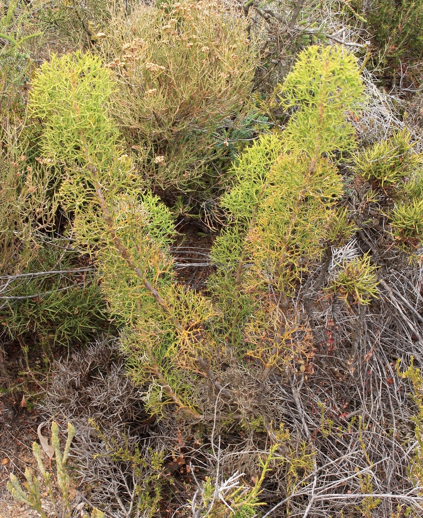 Horny Cone-bush in February 2019 by Gail · iNaturalist