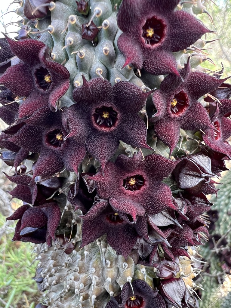 Edible True Ghaap from Vanwyksdorp, WC, ZA on April 29, 2023 at 01:00 ...