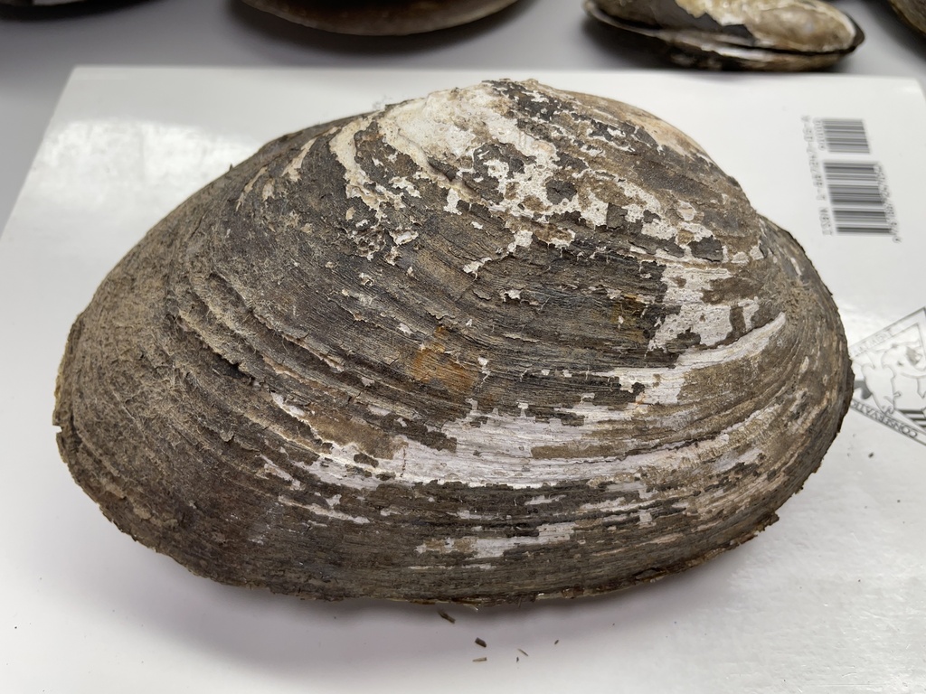 Mucket in July 2017 by Caleb Knerr. Collected on Meramec River during ...