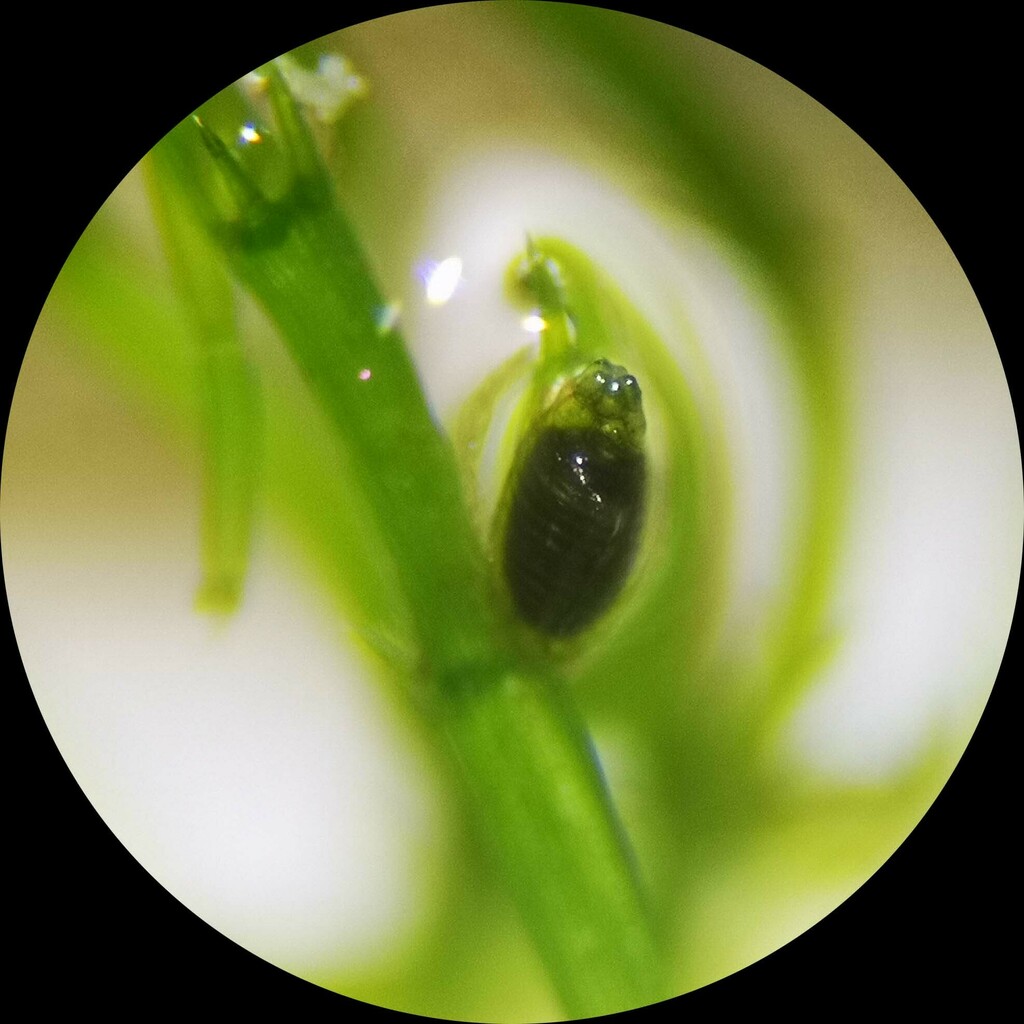 (Chara inconstans oerstediana) - Botanical Realm