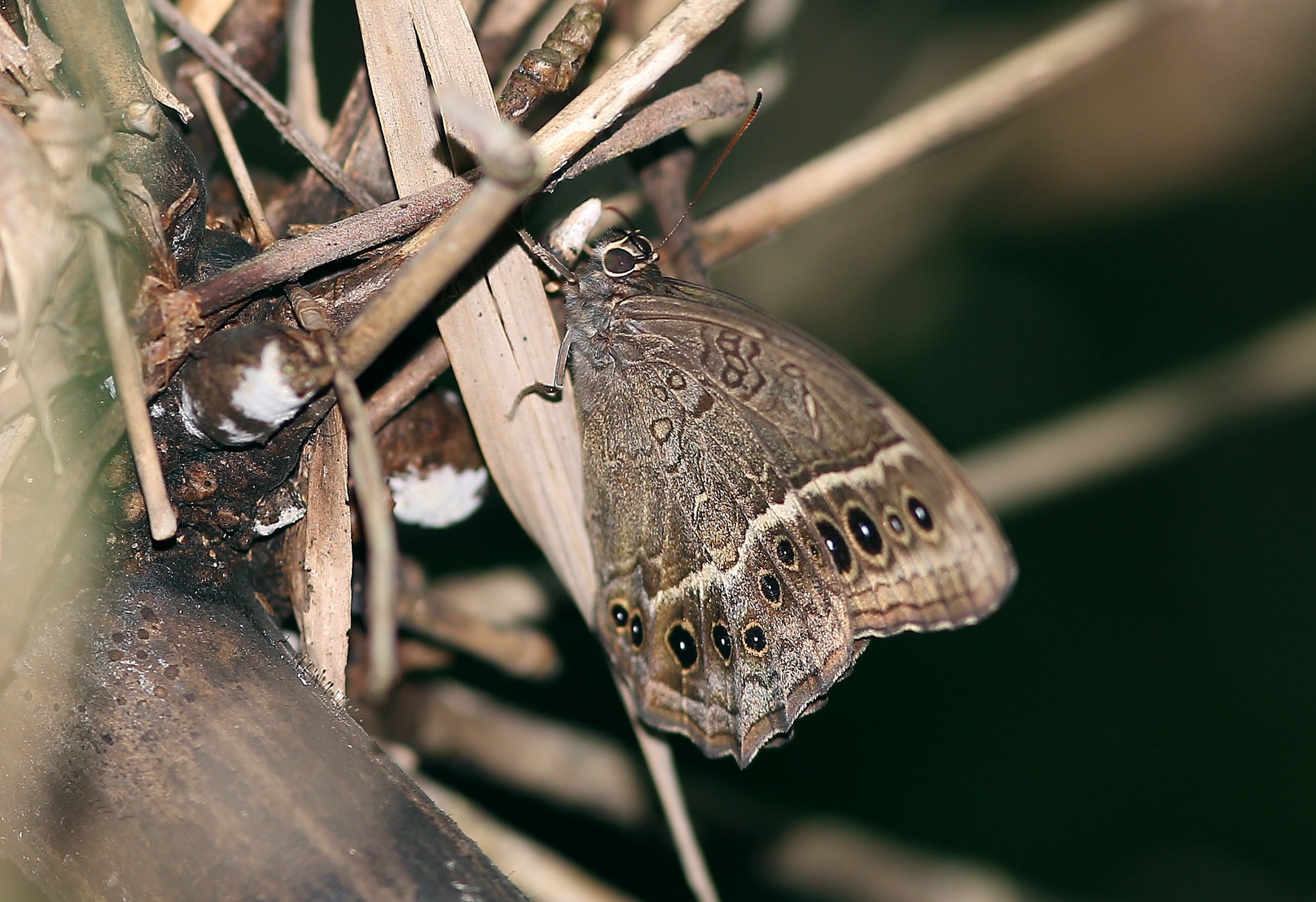 Neope muirheadii (Felder, 1862)