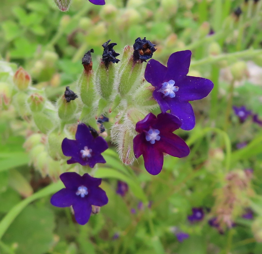 Undulated Bugloss from Peloponnese Region, Greece on May 09, 2023 at 11 ...