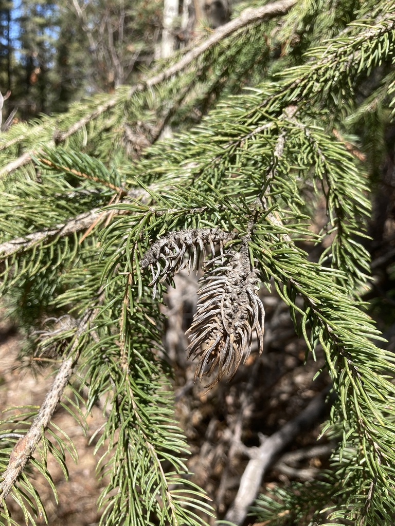 spruce aphids from Kananaskis, AB T0L, Canada on April 29, 2023 at 03: ...