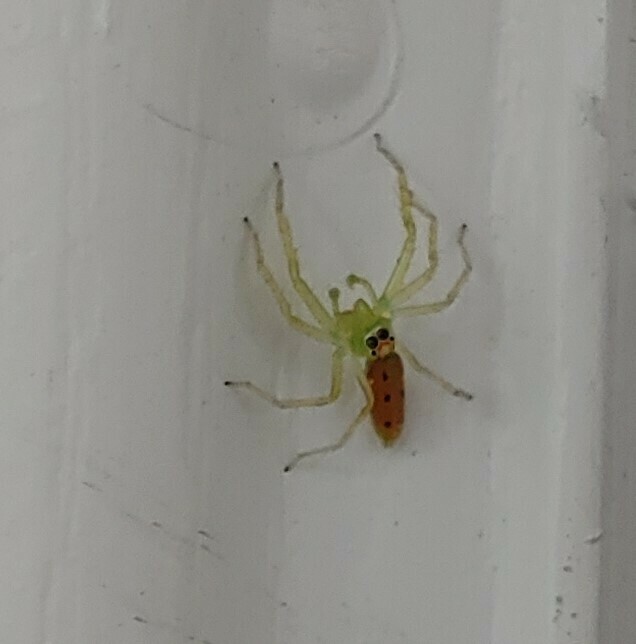 Magnolia Green Jumping Spider from Mountain Park, GA, USA on May 8 ...