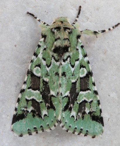 Comstock's Sallow (Moths and Butterflies of Massachusetts ) · iNaturalist