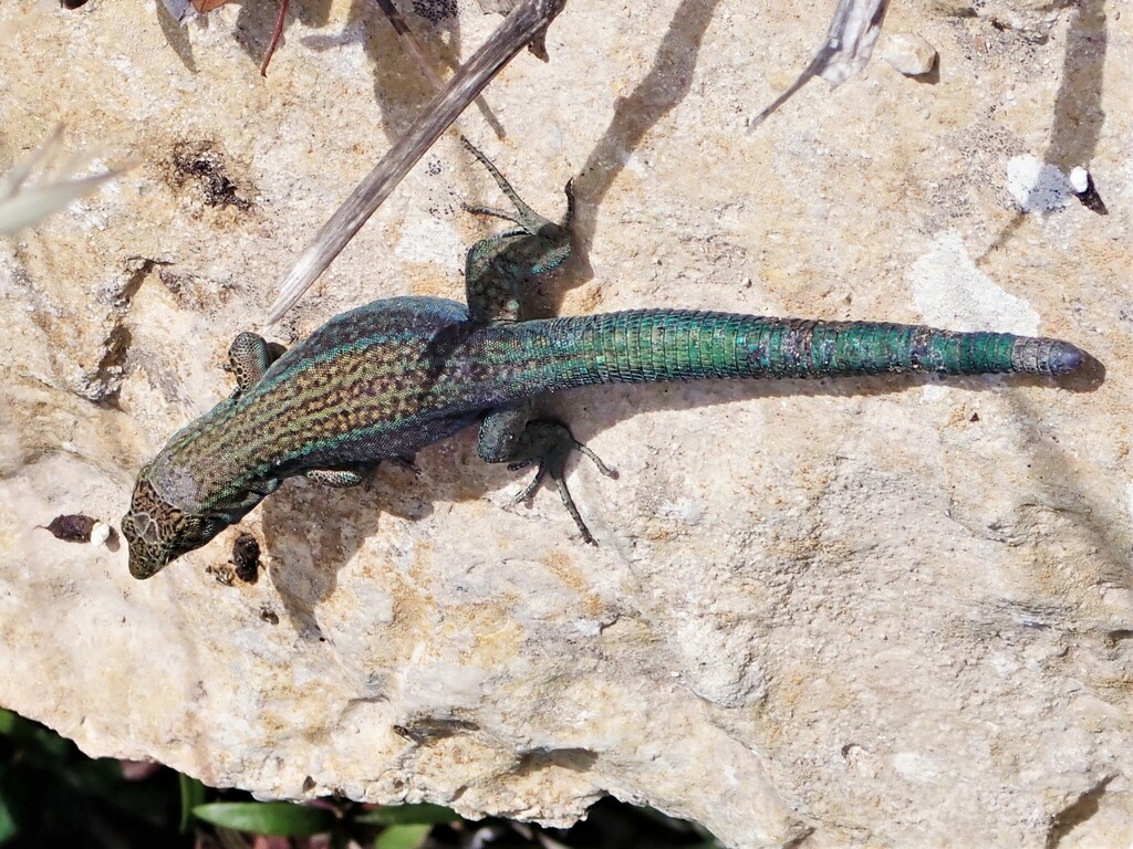 Lilford's Wall Lizard in May 2023 by john__b · iNaturalist