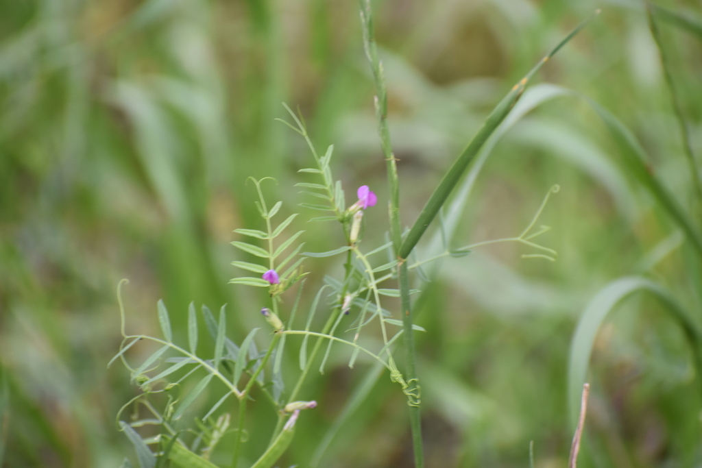 Common Vetch from George Bush Park/Eldridge, Houston, TX, USA on April ...