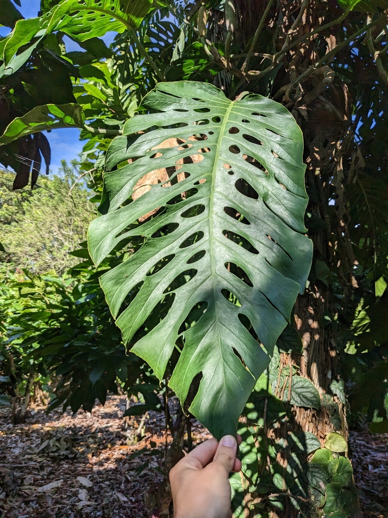 shingles plant from 22500, Peru on May 2, 2023 at 09:09 AM by Melvin ...