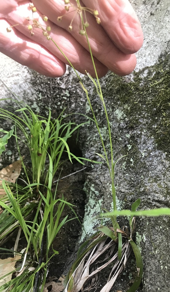 common hairy woodrush from Marcellus, NY, US on May 9, 2023 at 09:14 AM ...