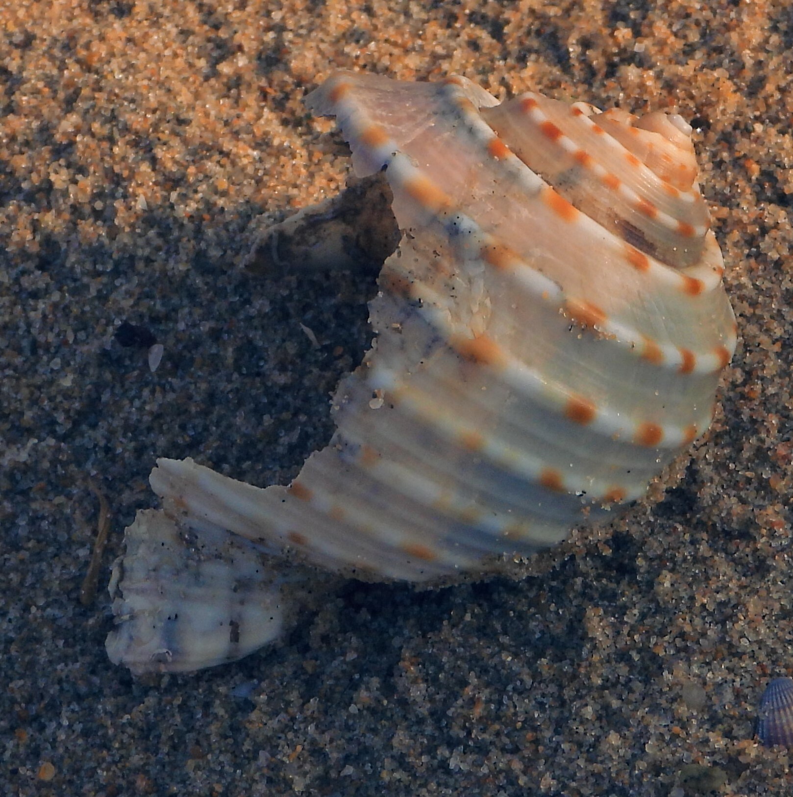 Tonna dolium (Linnaeus, 1758)