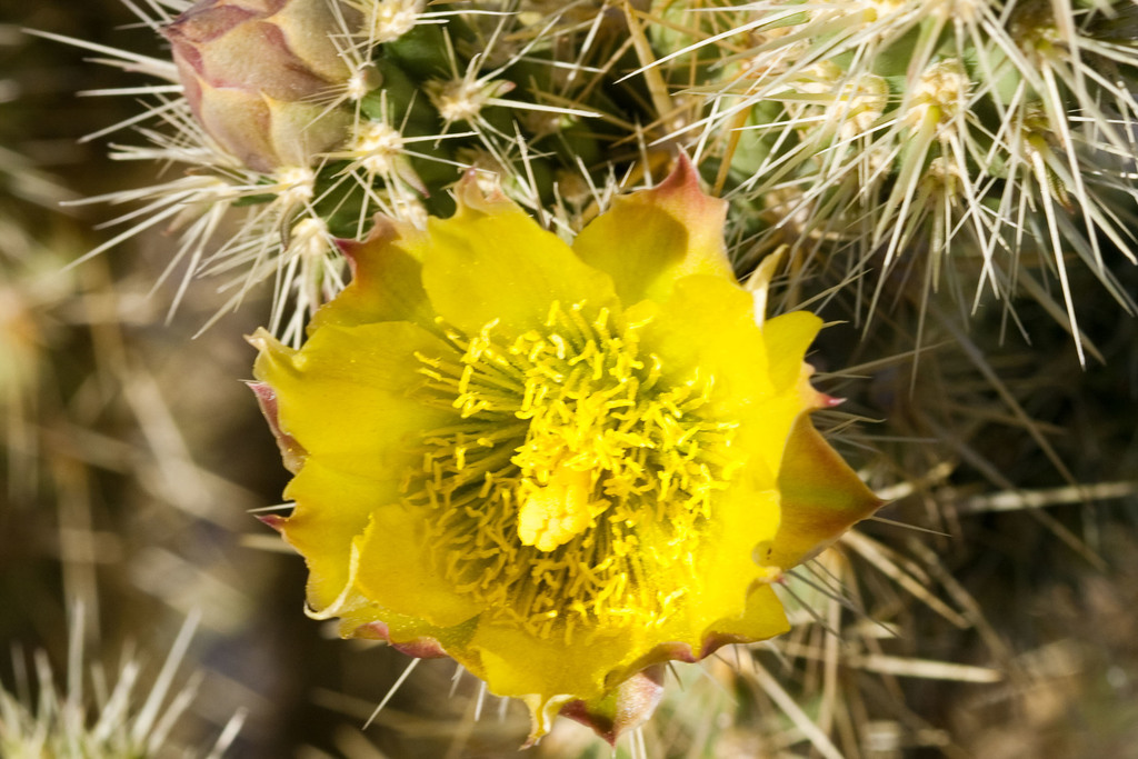 Cylindropuntia cholla (Plants of Baja) · iNaturalist