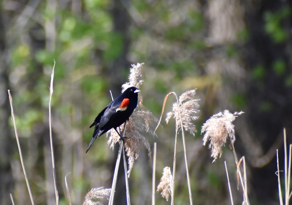 Red-winged Blackbird from Rosemère, QC, Canada on May 09, 2023 at 09:06 ...
