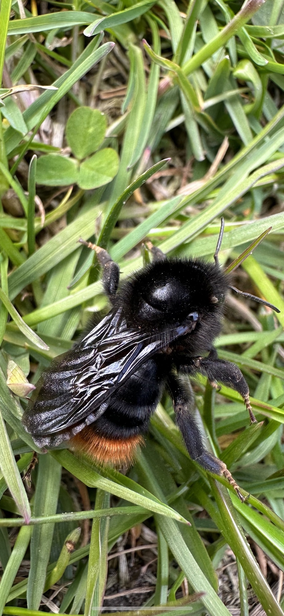 Bombus rupestris (Fabricius, 1793)