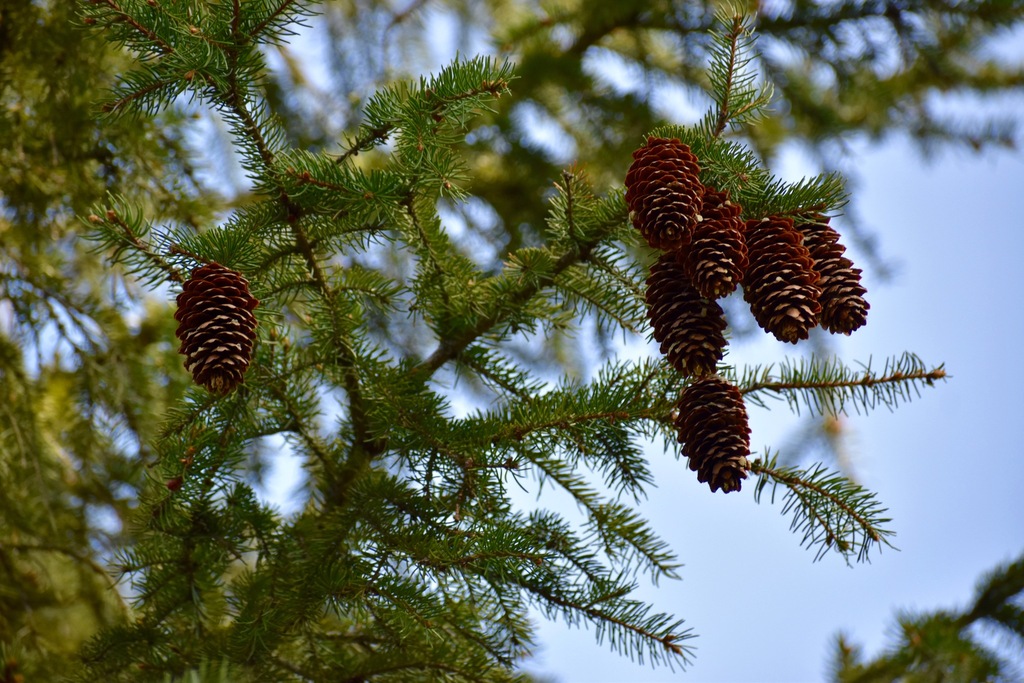 white spruce from Rosemère, QC, Canada on May 09, 2023 at 09:12 AM by ...