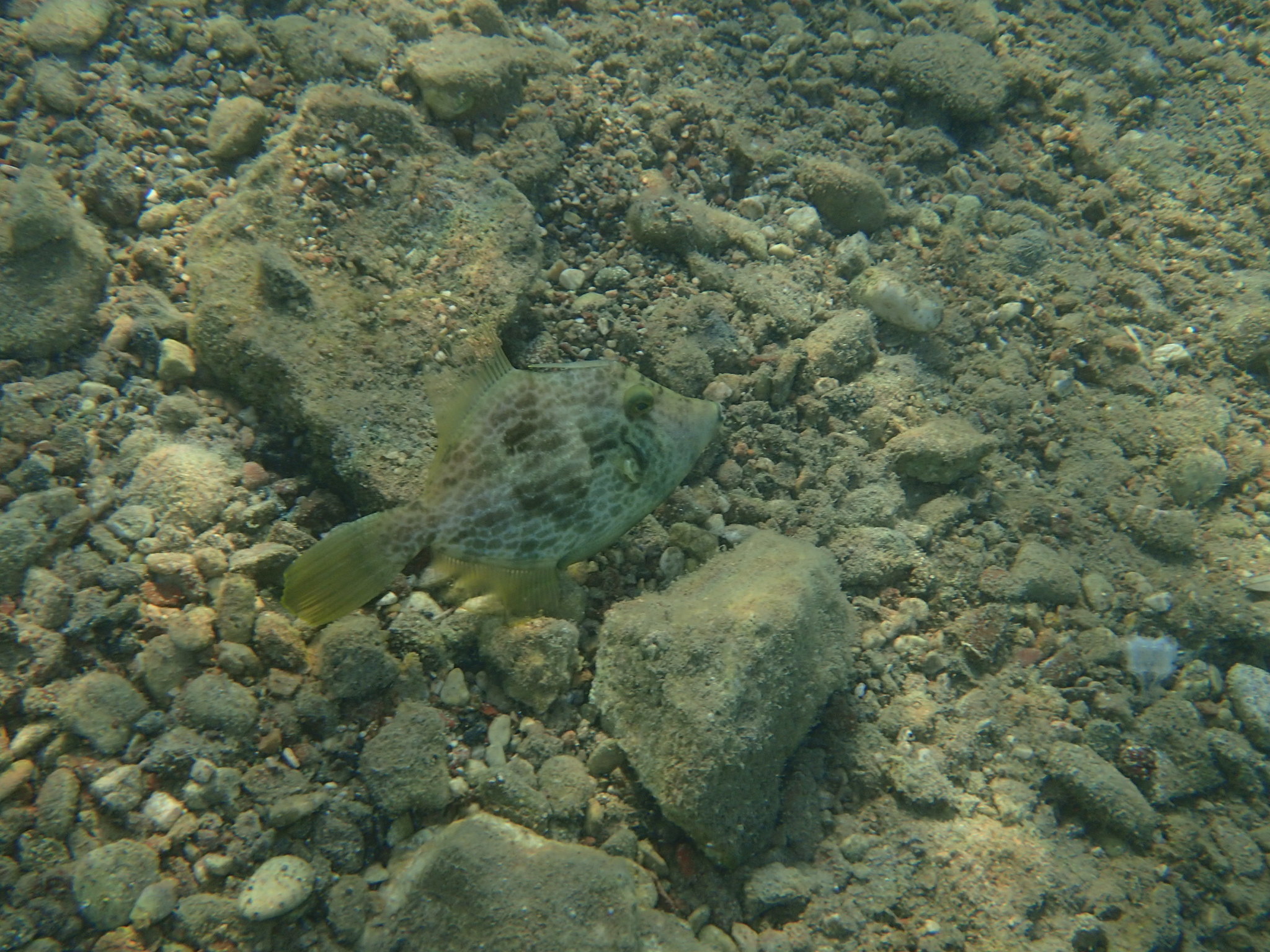 Stephanolepis diaspros Fraser-Brunner, 1940