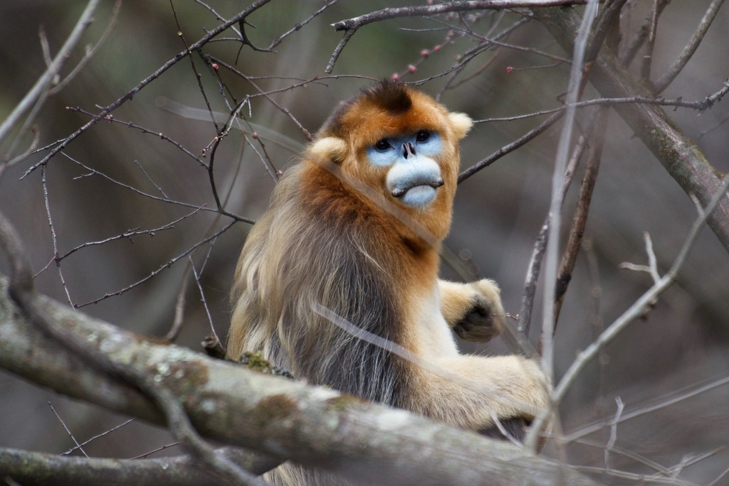 Golden Snub-nosed Monkey (Rhinopithecus roxellana) - Know Your Mammals