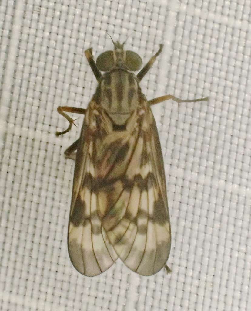 Lesser Variegated Snipe Fly from Chesterfield County, VA, USA on May 8 ...