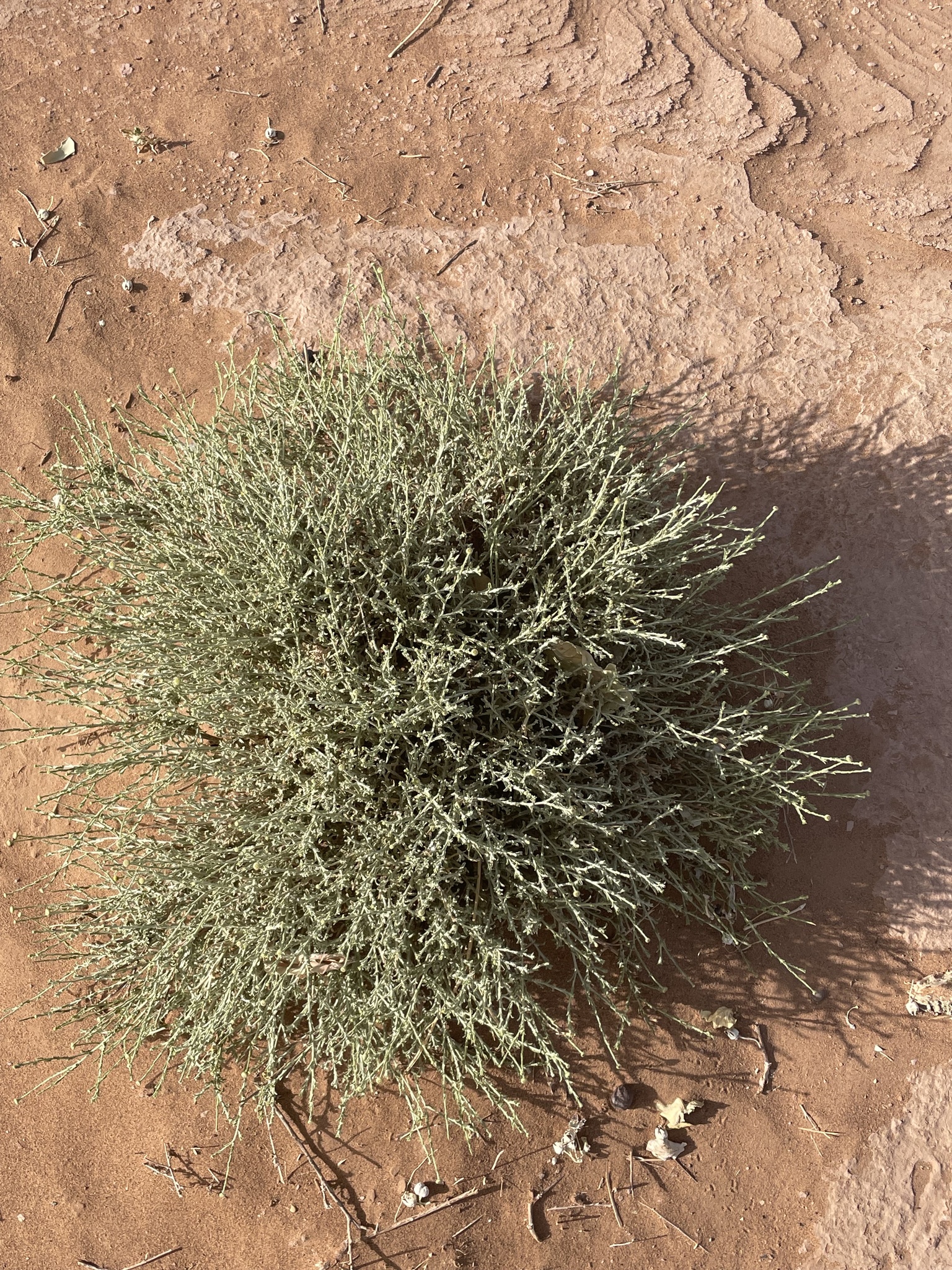 Pulicaria undulata (L.) C.A.Mey.