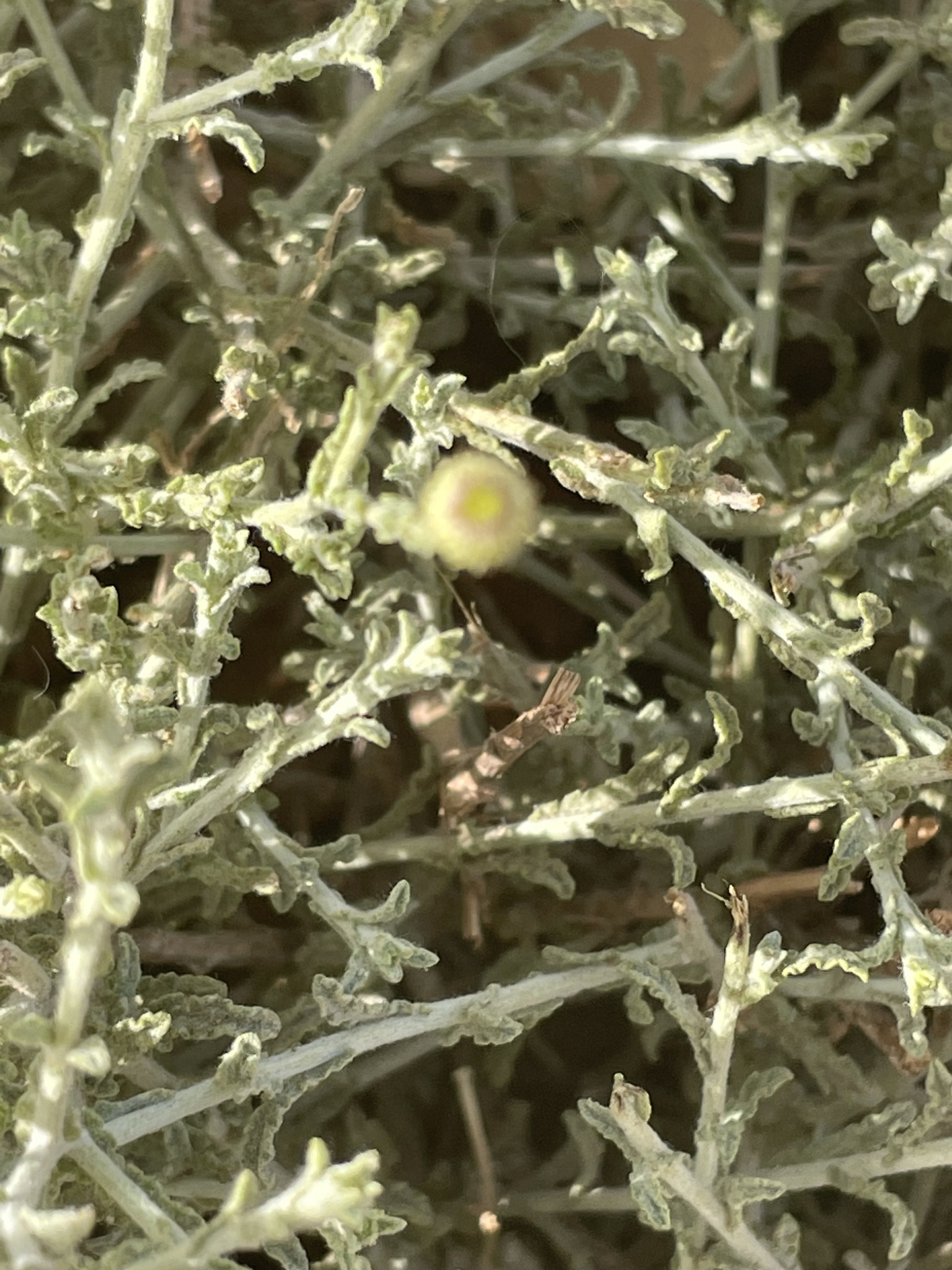 Pulicaria undulata (L.) C.A.Mey.