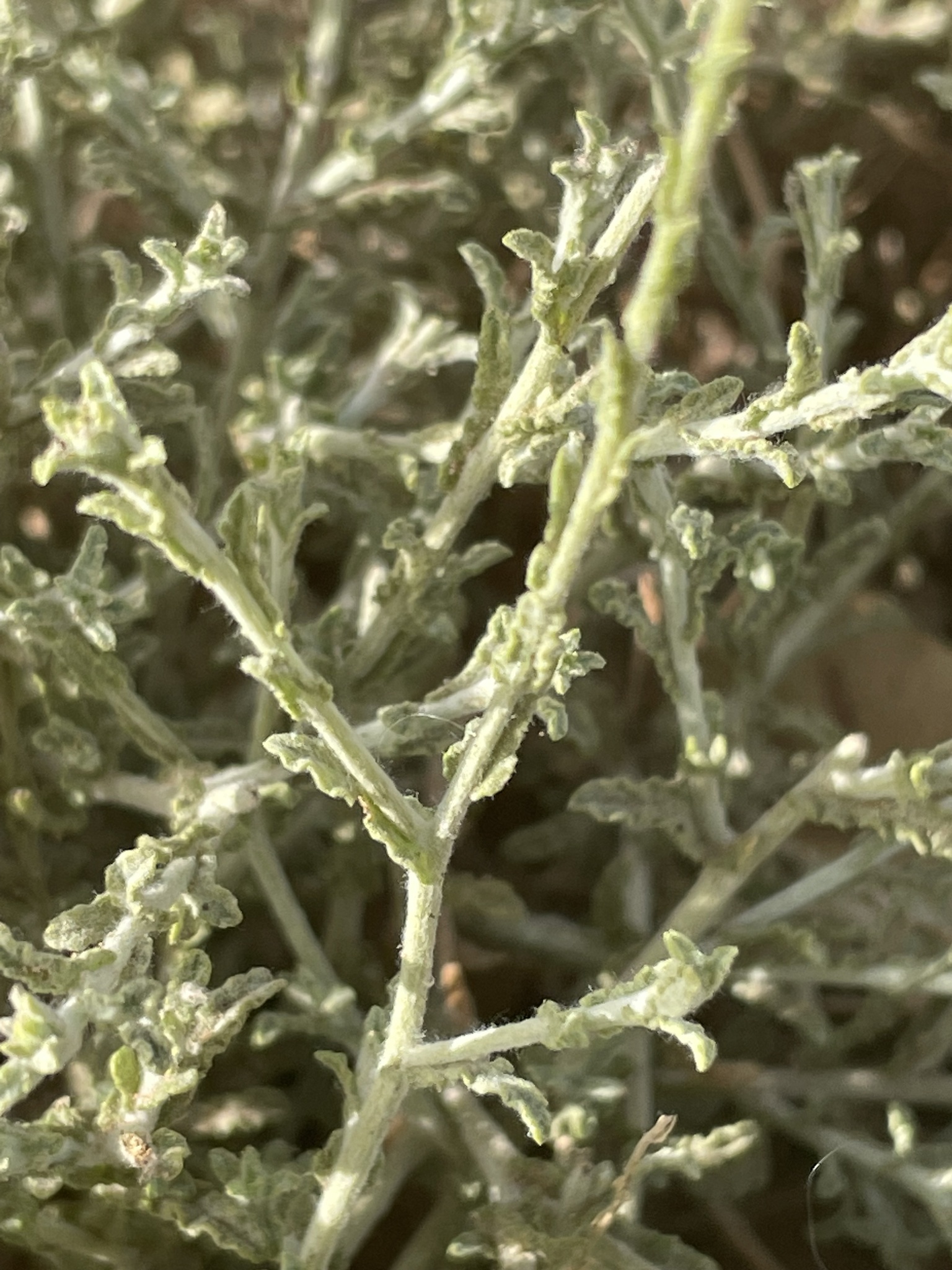 Pulicaria undulata (L.) C.A.Mey.