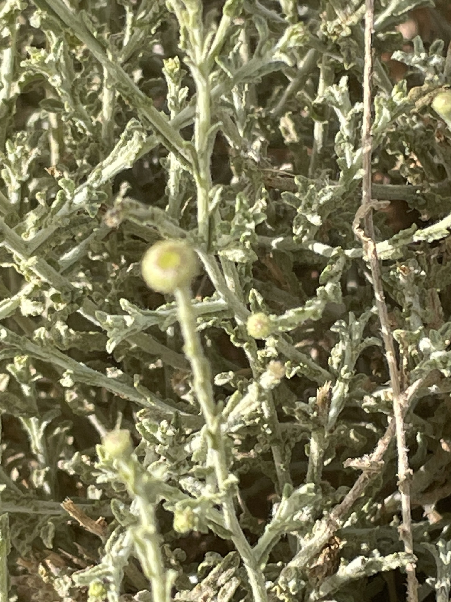 Pulicaria undulata (L.) C.A.Mey.