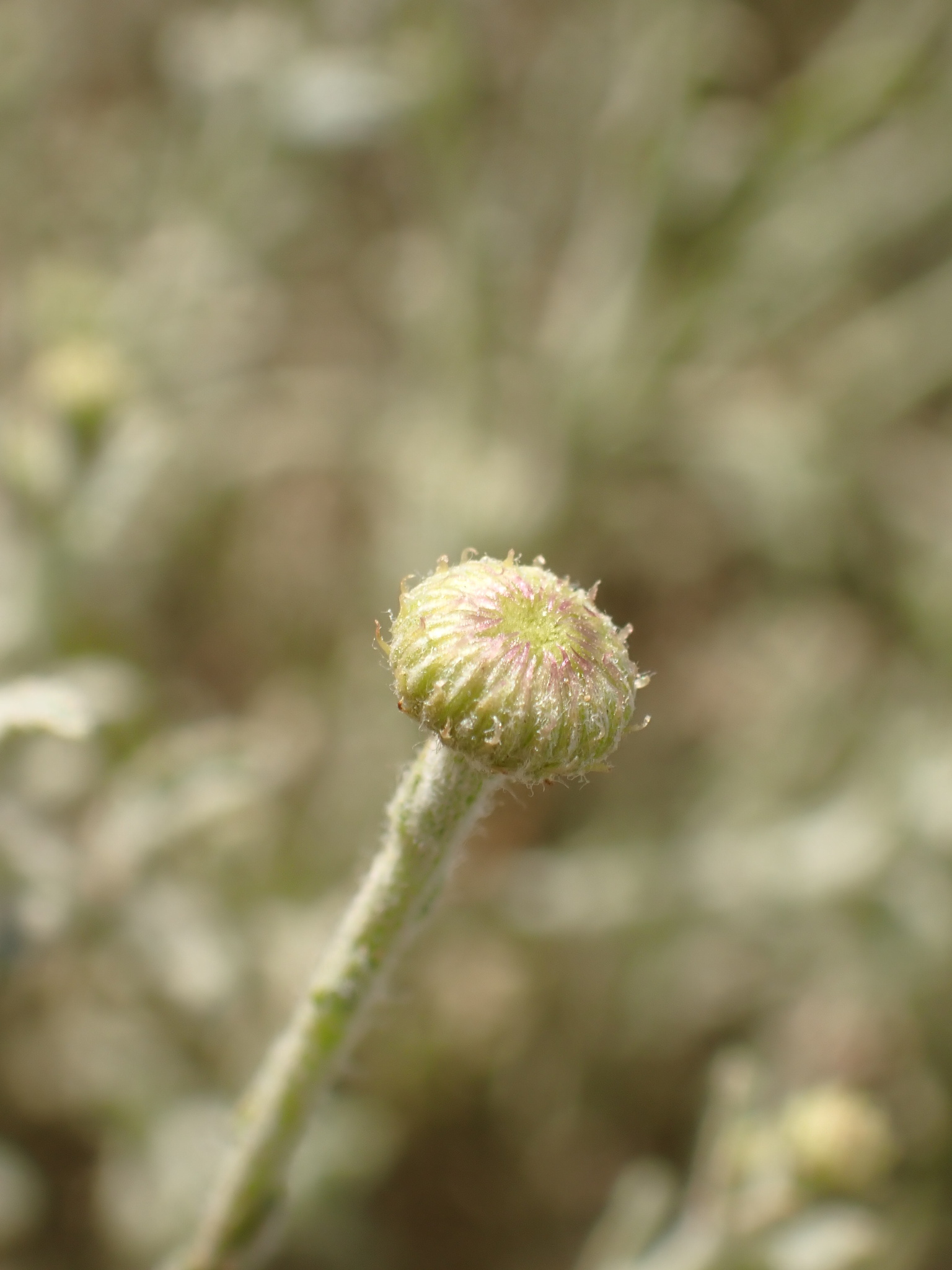 Pulicaria undulata (L.) C.A.Mey.