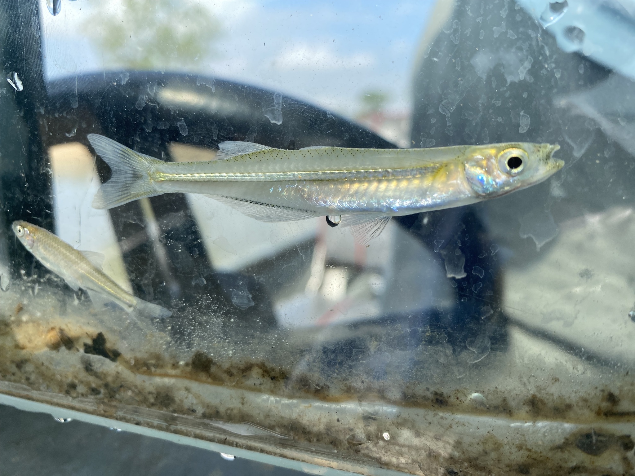 Menidia audens Hay, 1882