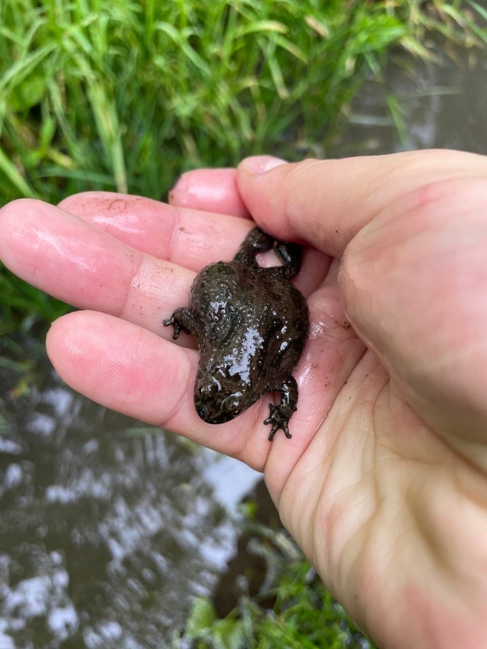 Bombina bombina (Linnaeus, 1761)