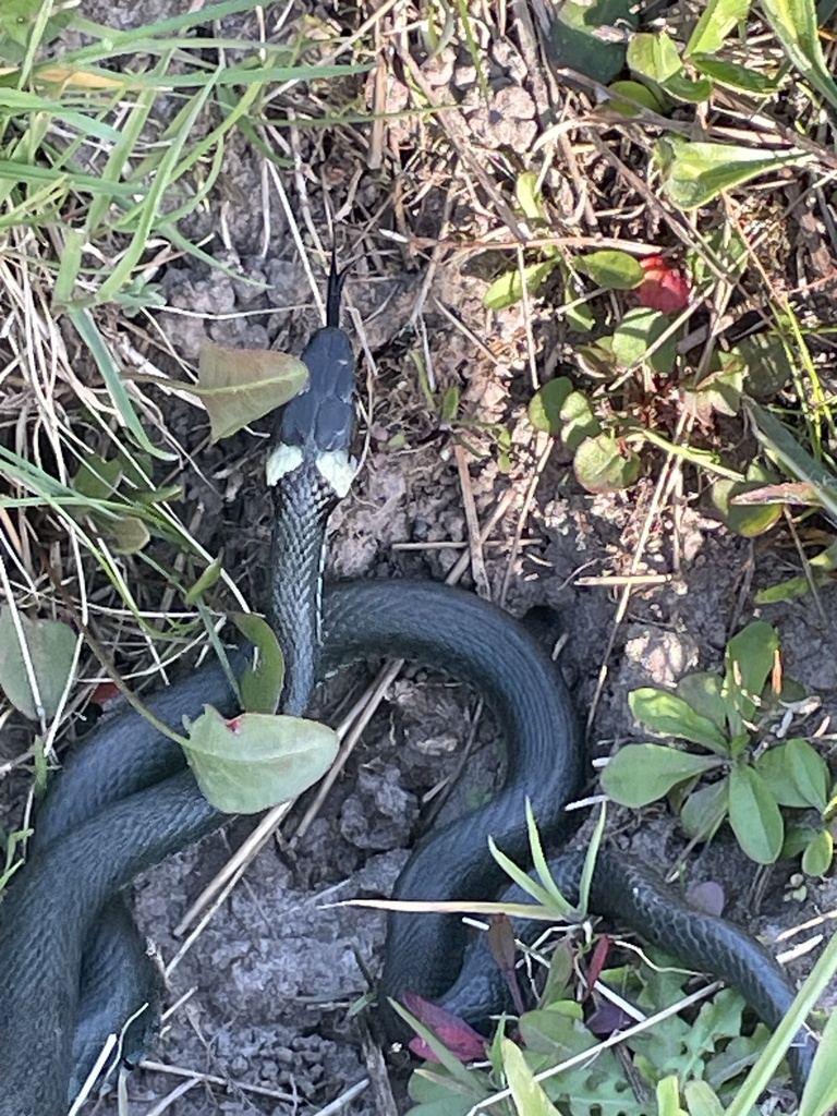 grass snake from Sjælland, Farum, Region Hovedstaden, DK on May 9, 2023 ...