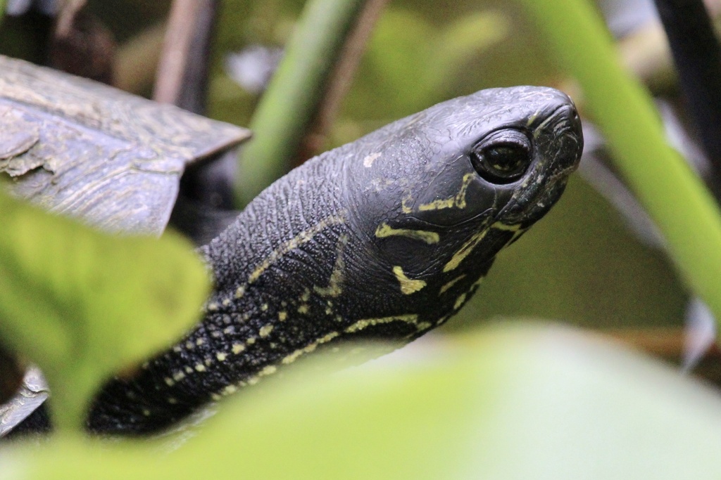 Red-necked Pond Turtle in May 2023 by Cyrus Li · iNaturalist
