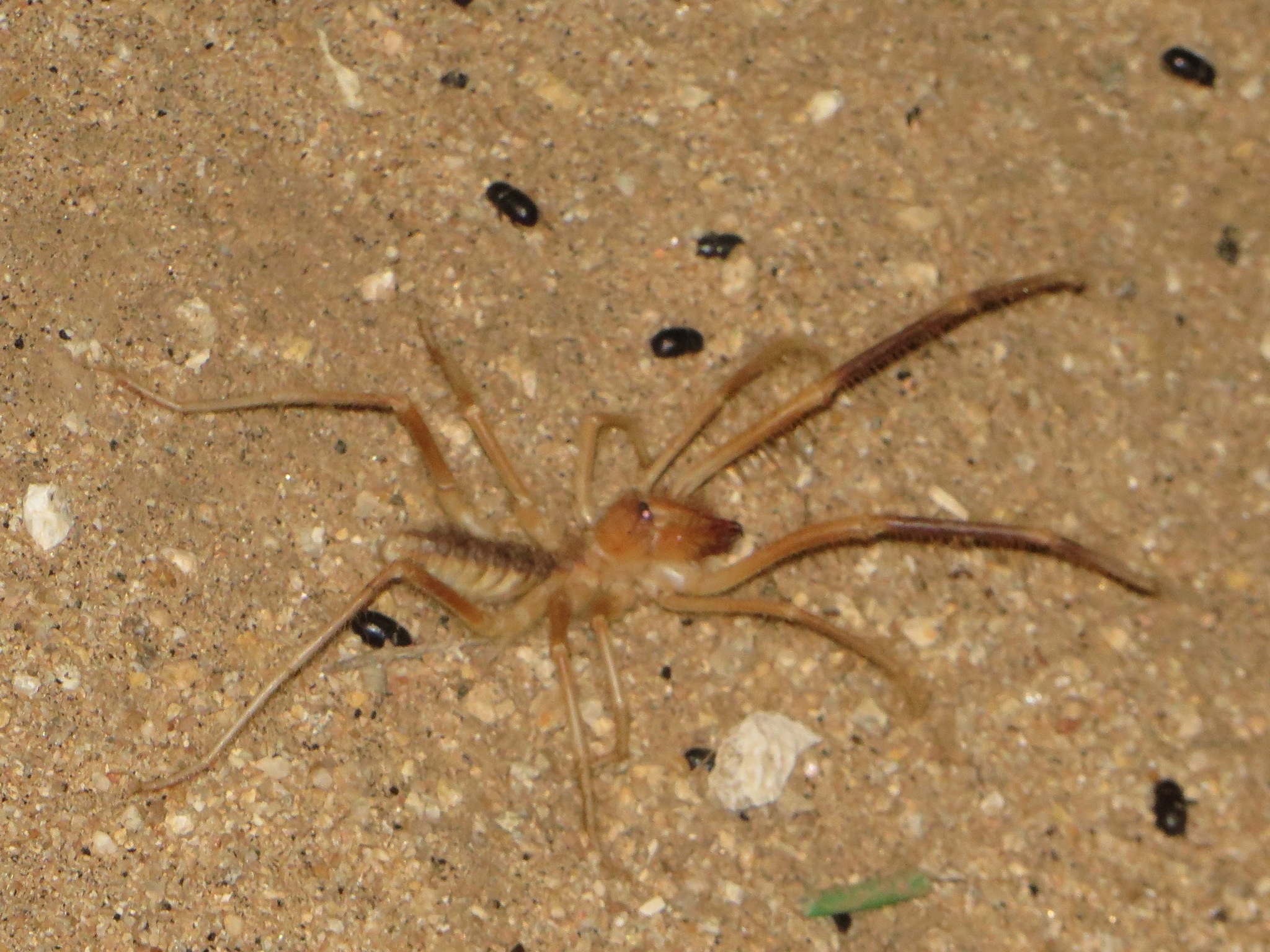 Galeodes arabs C.L.Koch, 1842