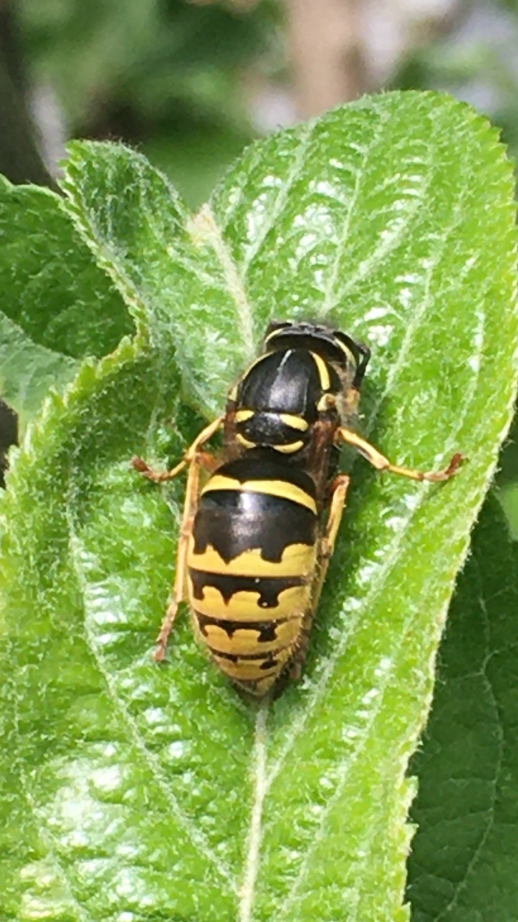 Vespula alascensis (Packard, 1870)