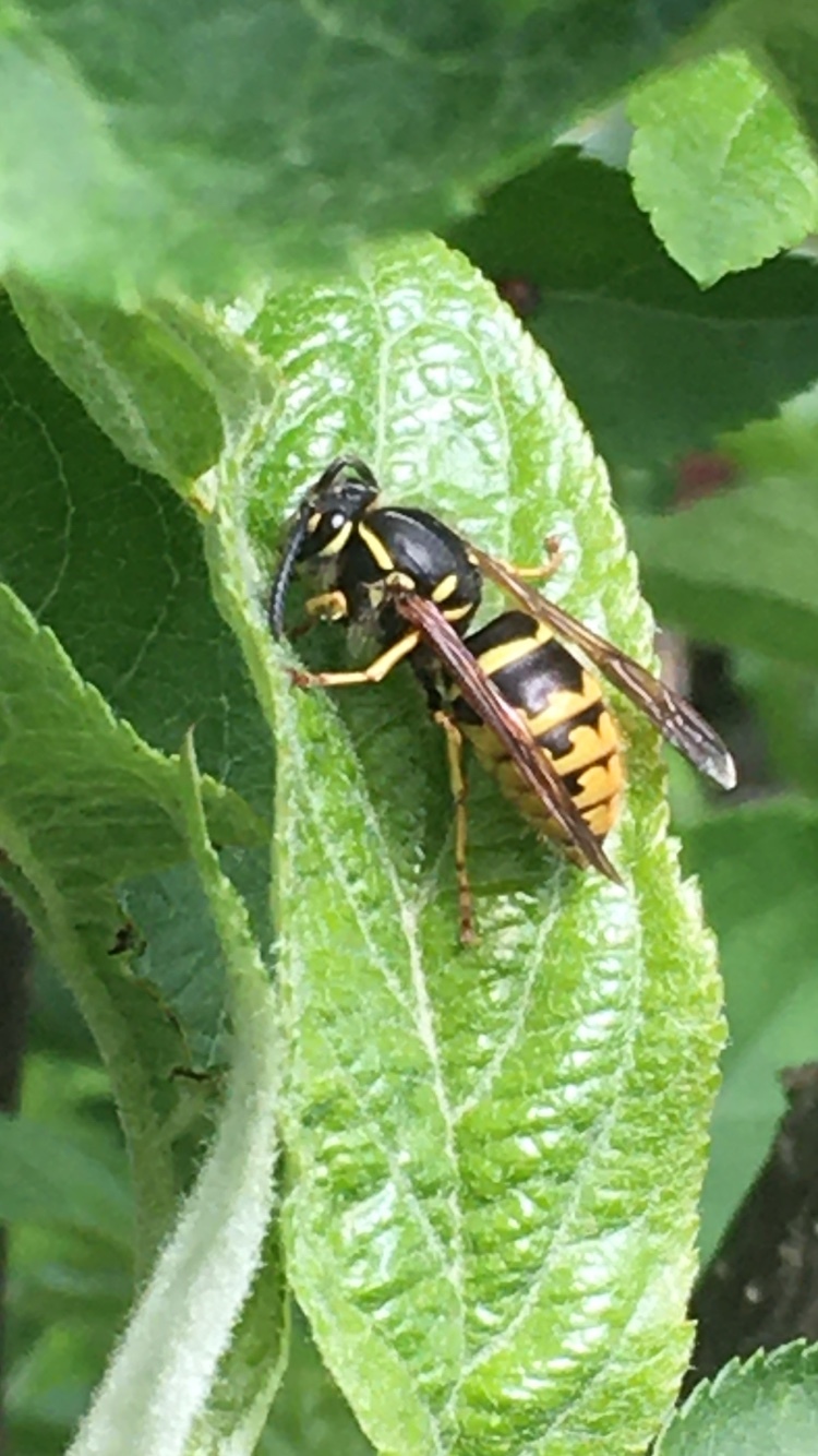 Vespula alascensis (Packard, 1870)