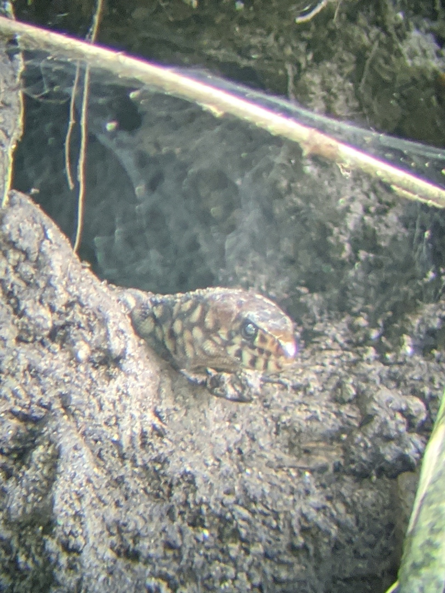 Lepidophyma reticulatum Taylor, 1955