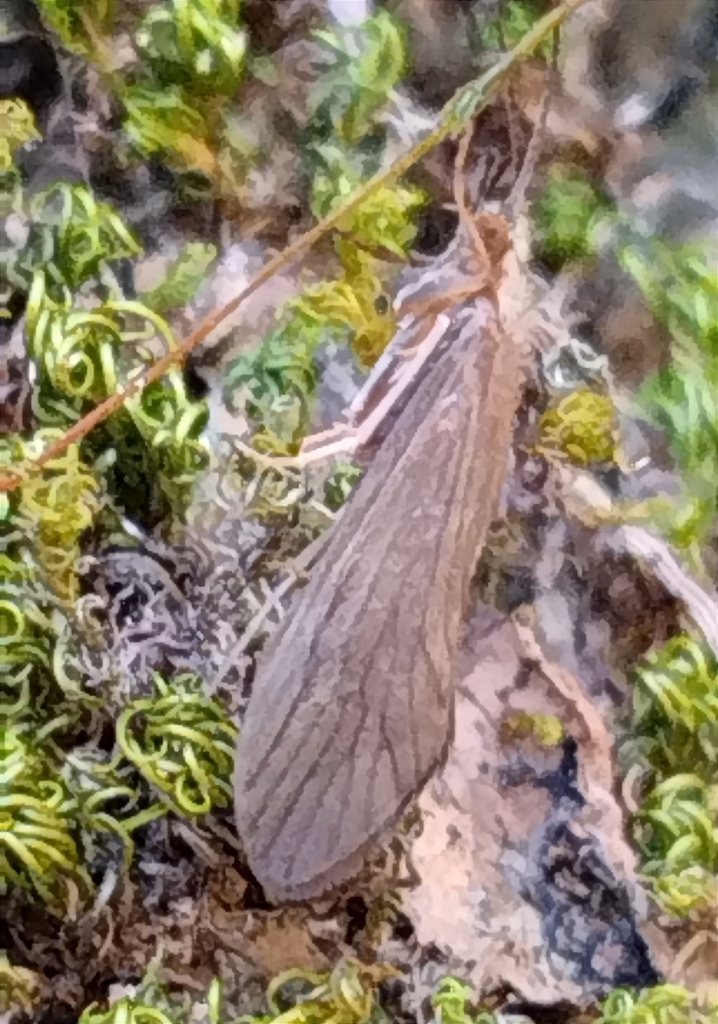 Small Red Sedge from 2250-069 Constância, Portugal on May 07, 2023 at ...